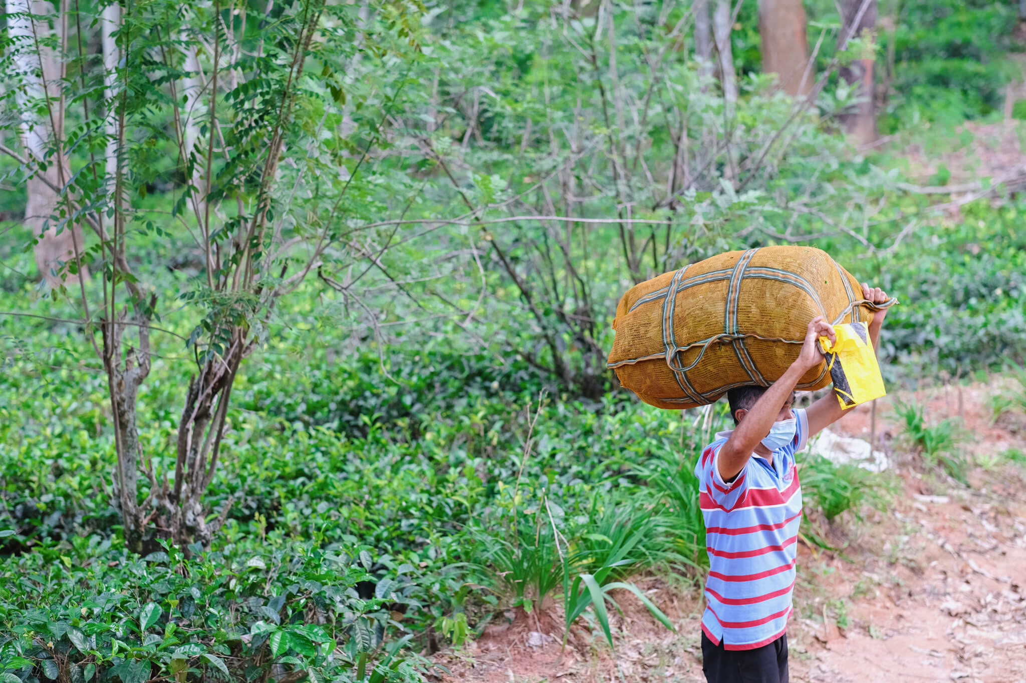 From waste to resource - Axxent Masters in Tea